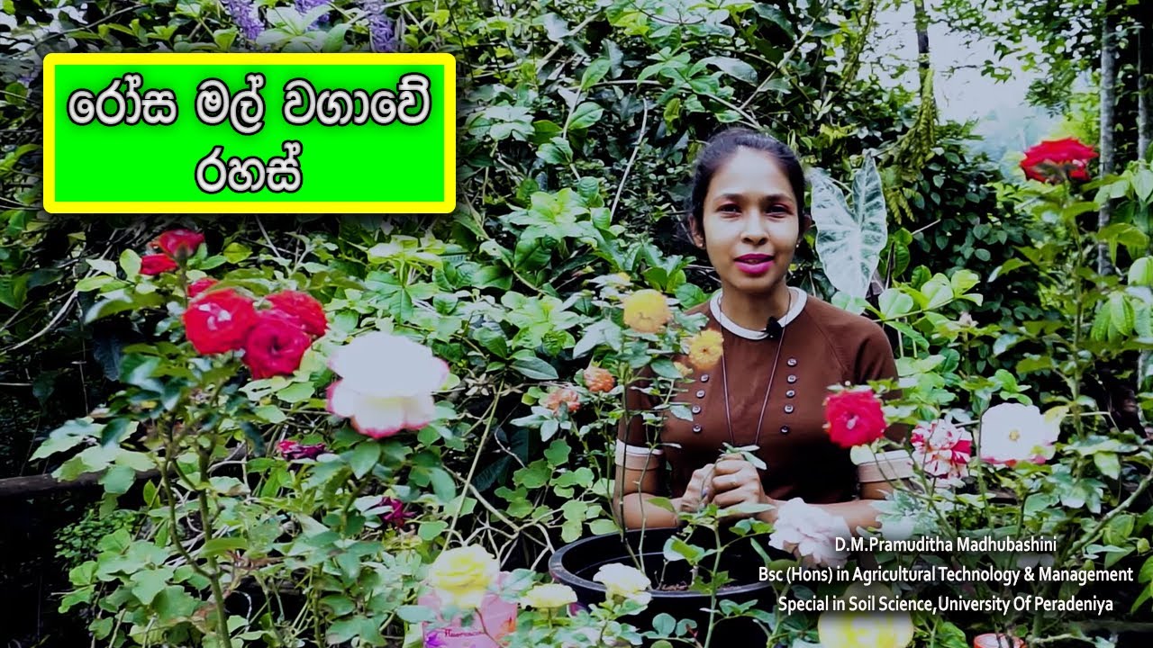 Rose Flower Cultivation In Sri Lanka | Best Flower Site