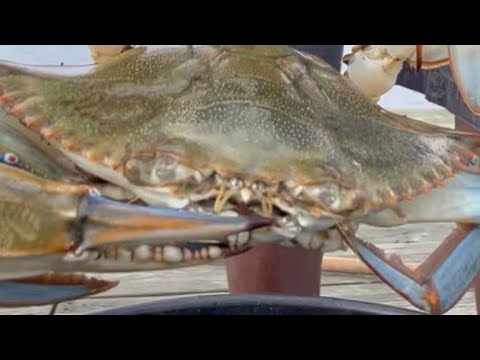 Crabbing Chicken on String - YouTube