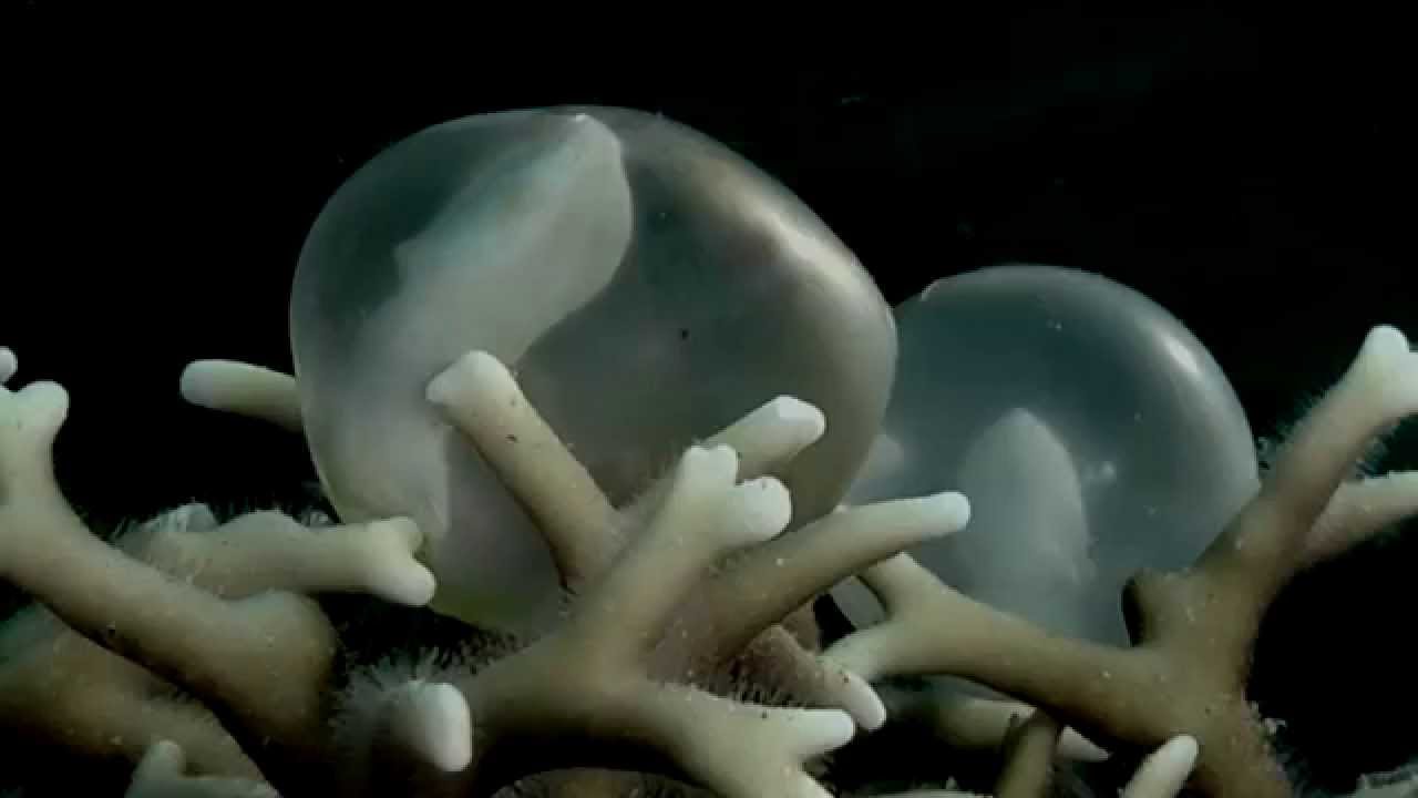 Cuttlefish hatching (by Cesare Largo) Filmed in Bunaken National Park ...