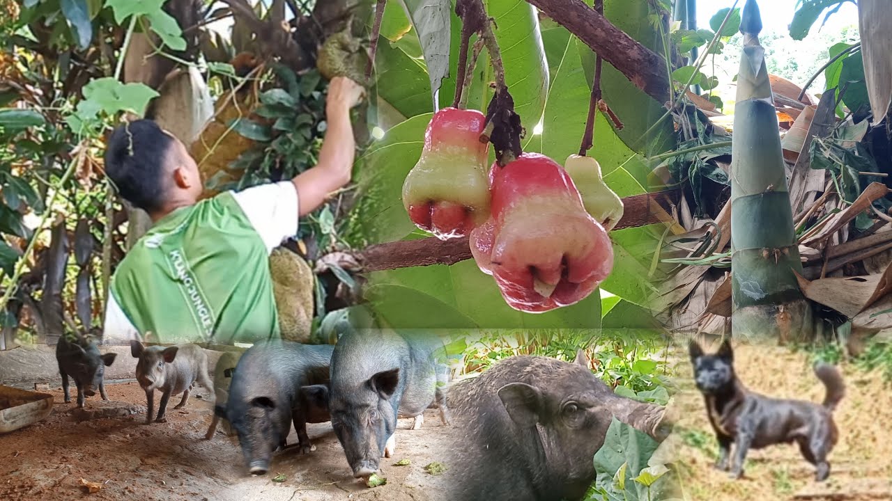 A wonderful day, picking fruit trees and raising wild pigs! - YouTube