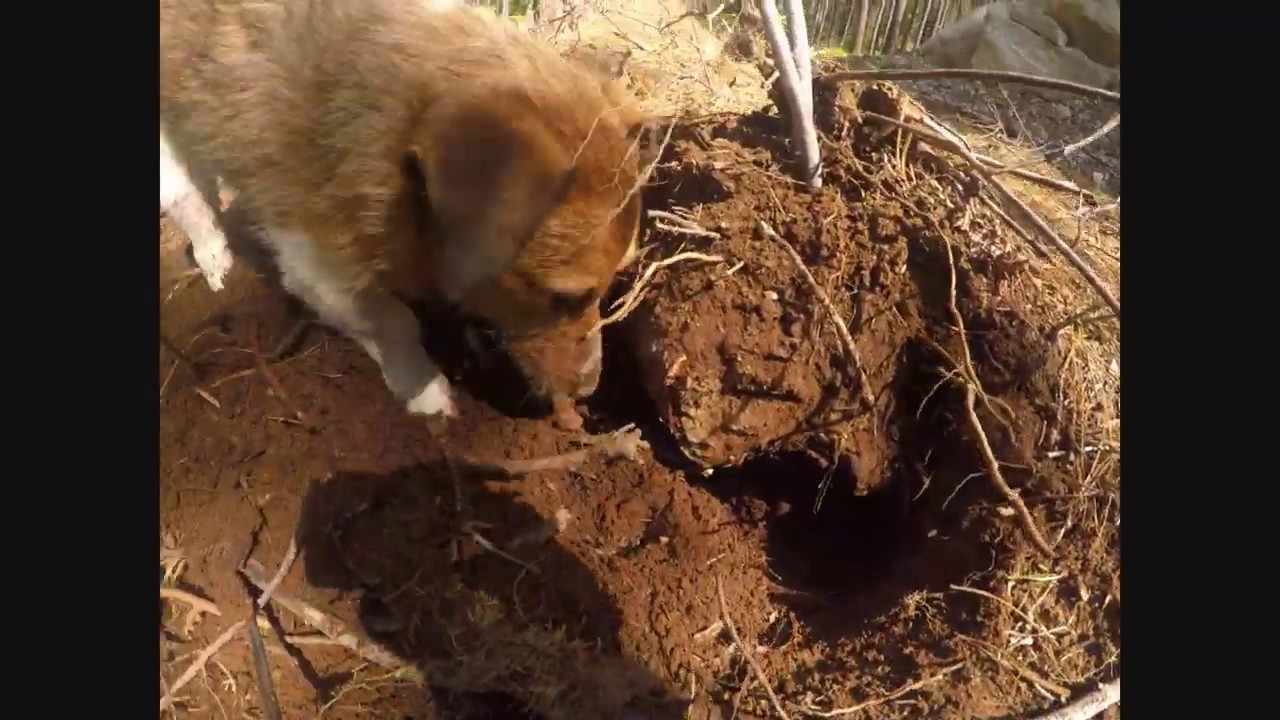 Pele goes Gopher hunting - YouTube