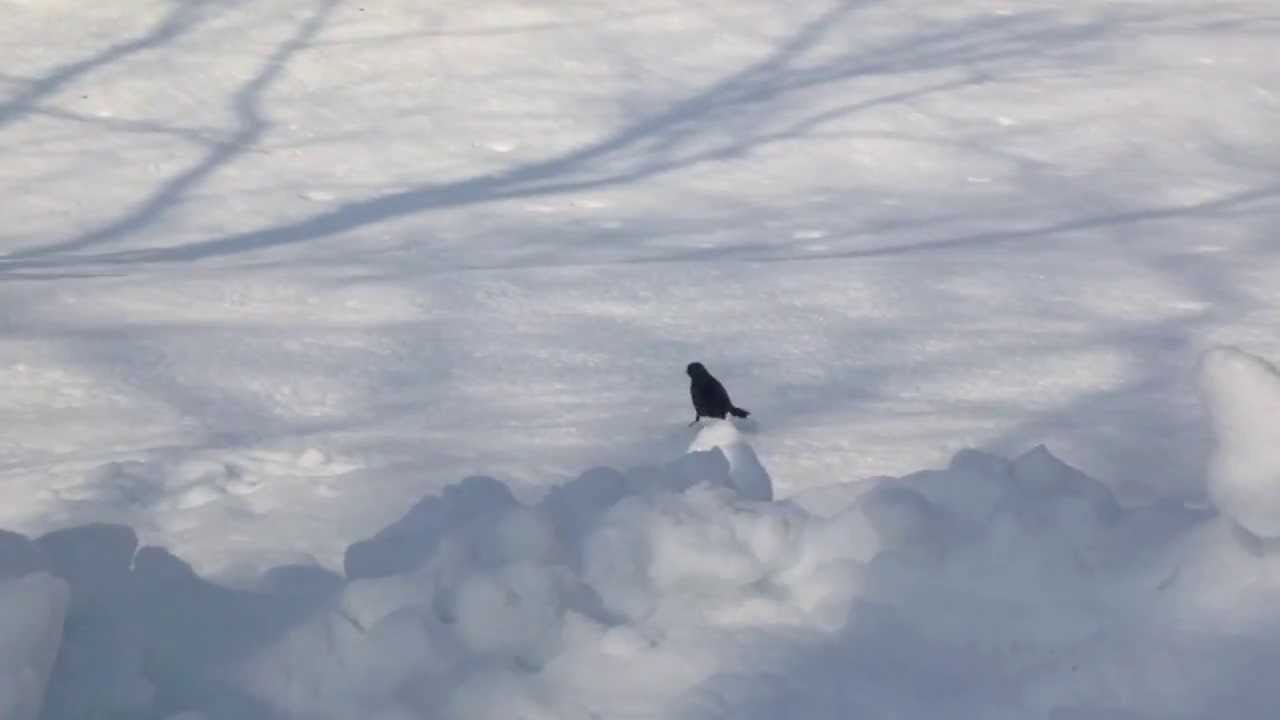 REAL Nature Meditation - Snow with Birds Squirrels and Woodpeckers with ...