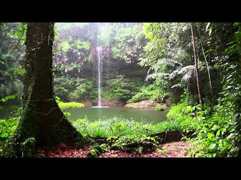 Naturaleza hermosa |Landscapes| bosque forestal