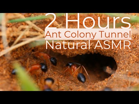 Ant Colony Tunnel: 2 Hours of Insect Movements into Underground World ...