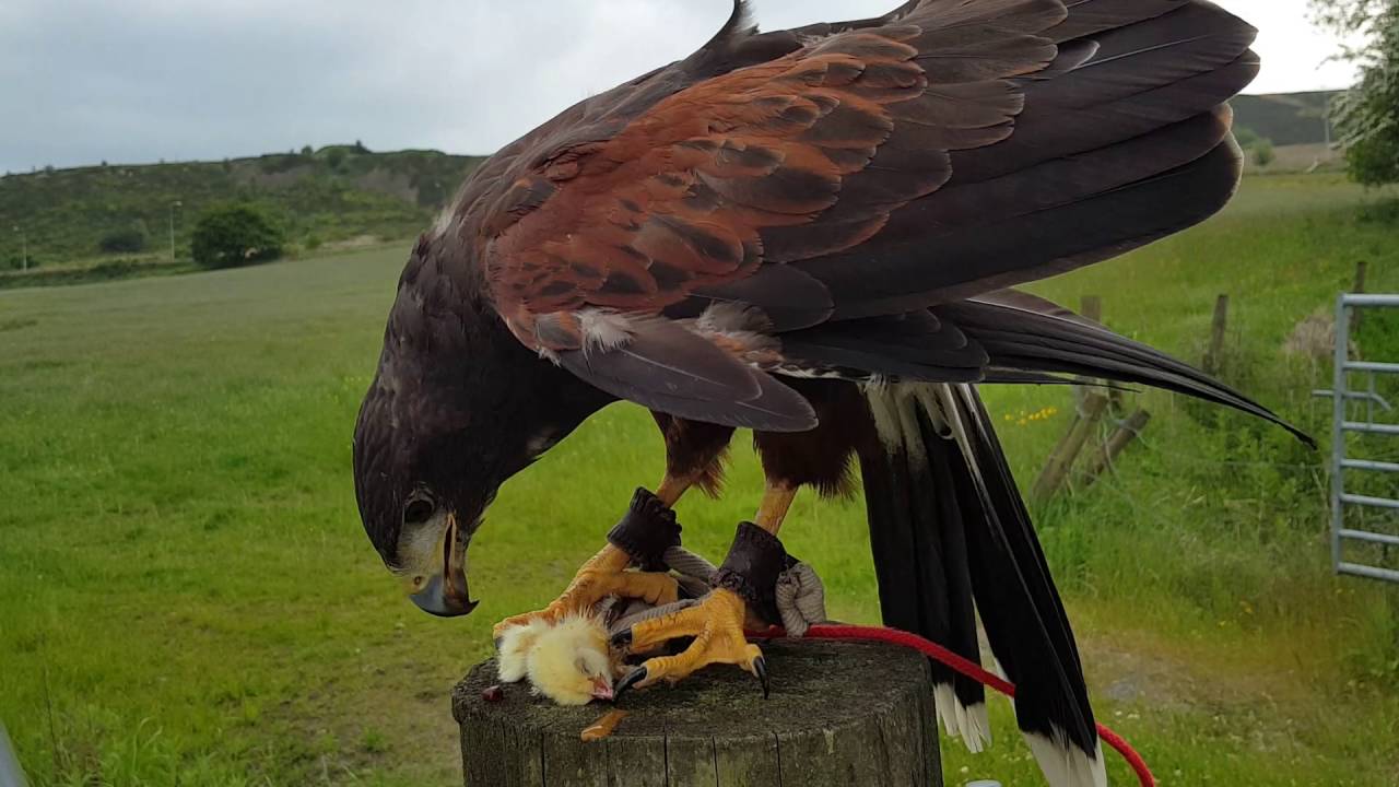 Harrishawk eating - YouTube