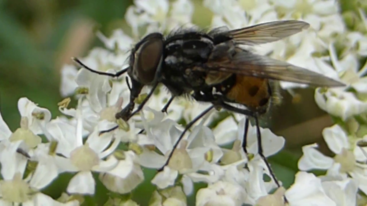 Muscid Flies - Graphomya maculata - Húsflugur - Skordýr - Flugur ...