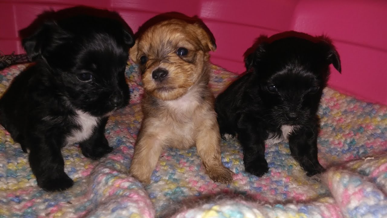 Newborn Morkies