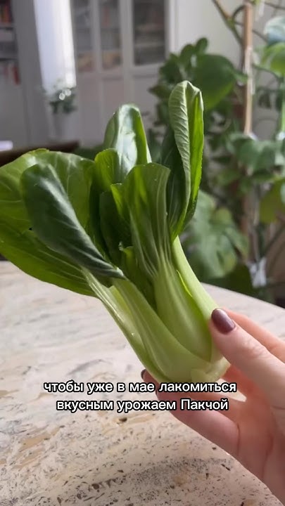 Пак-чой капуста - YouTube