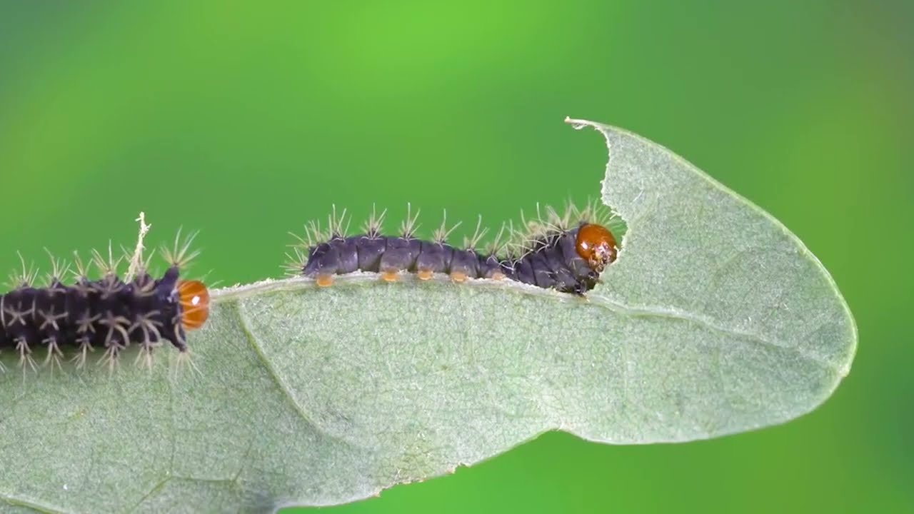 The life cycle of a Moth and Relaxing Ambience ASMR, water flowing ...