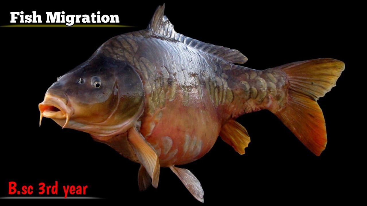 Fish Migration B.sc 3rd year Migration B.sc 3rd year Types of Migration ...