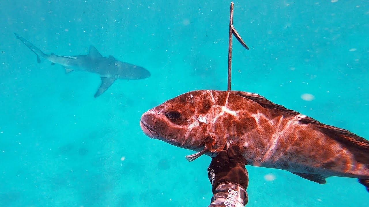 EP 14 - Spearfishing with SHARK! - Coral Trout, Spanish Mackerel & Red ...