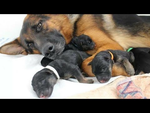 German shepherd giving birth to 5 puppies 🐶 🐶 🐕 🐕 💙 Delivery video ...
