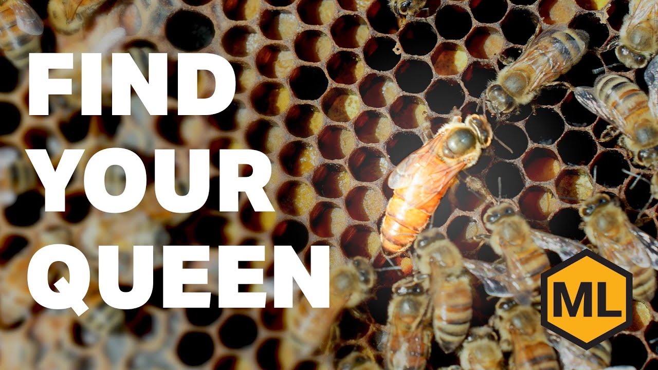 Find Your Queen Bee Fast – Tips for Beginner Beekeepers - YouTube