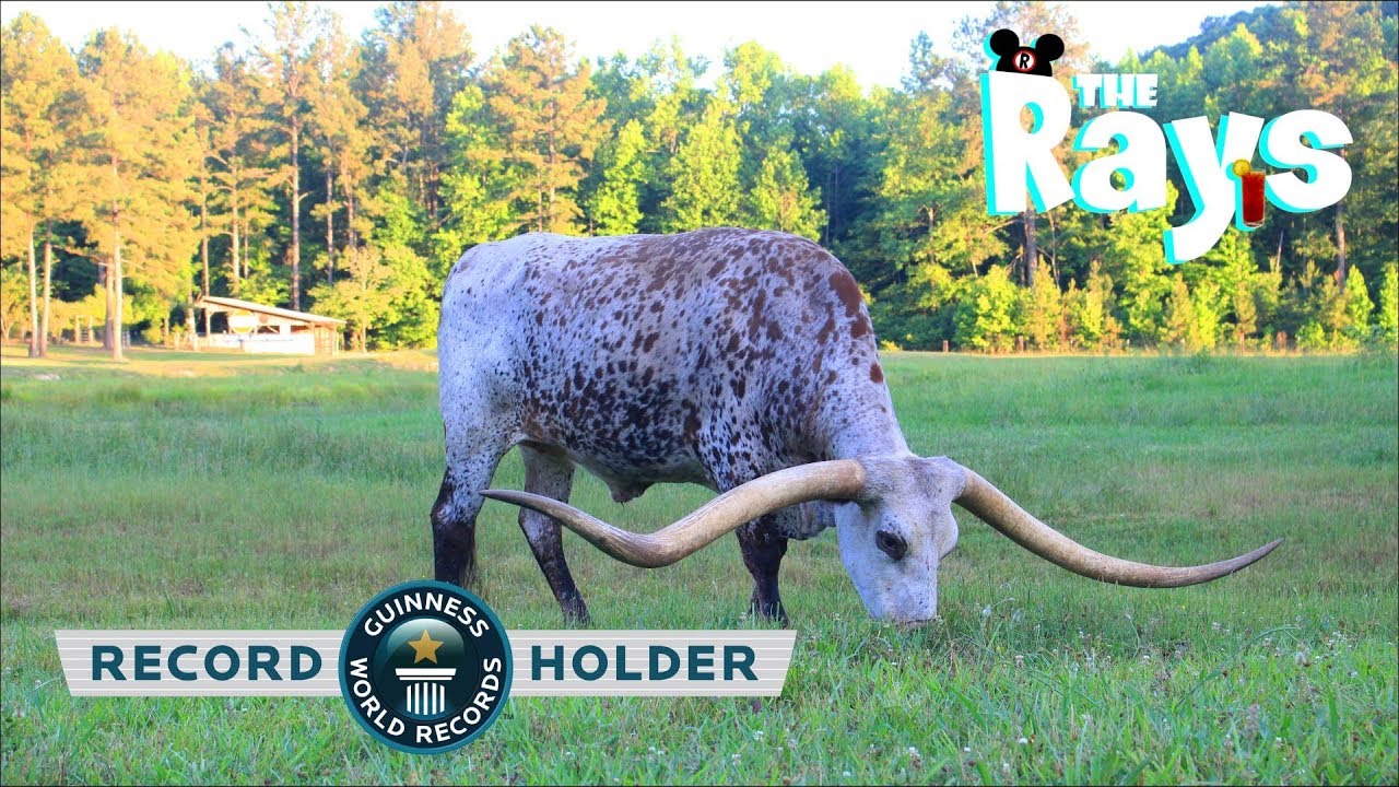 World Record Longhorn Steer Poncho Via - YouTube