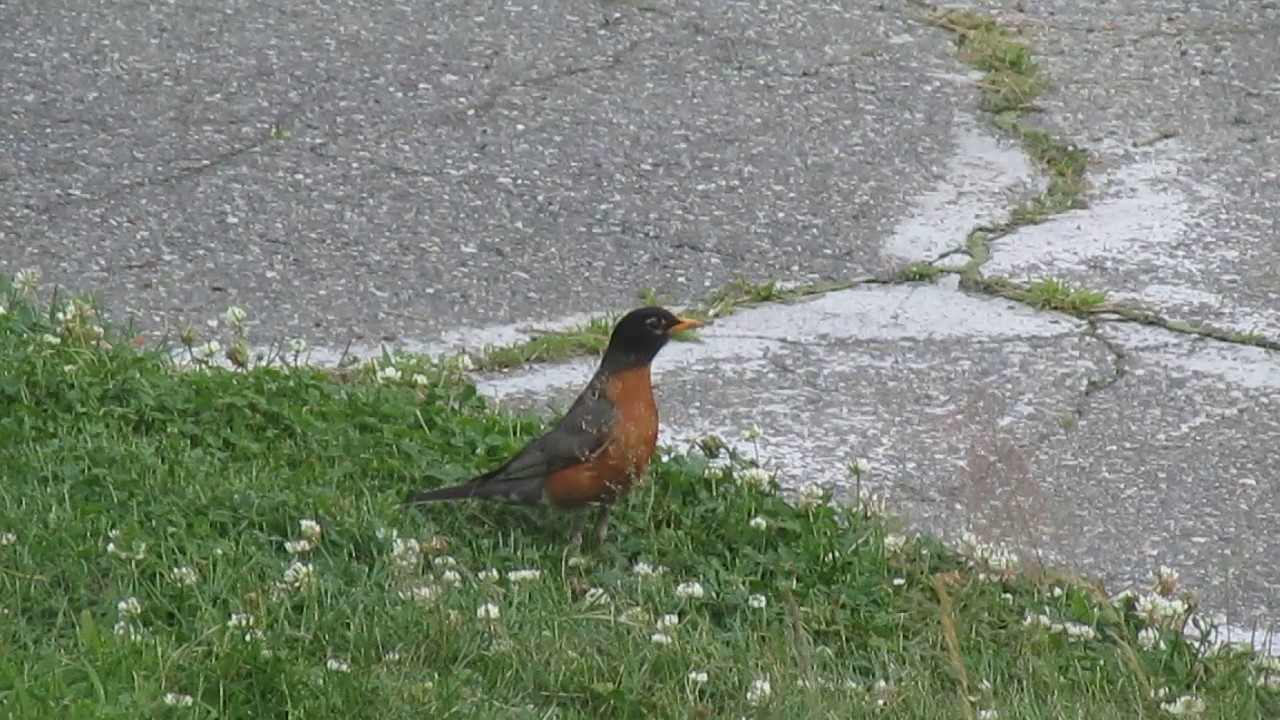 ROBIN HOPPING ON LAWN LOOK FOR GRUB - YouTube
