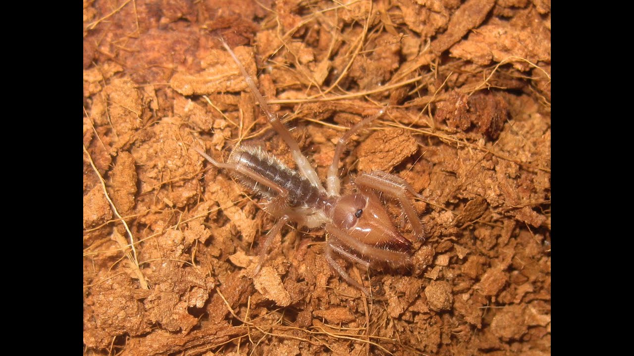 Camel spider feeding - YouTube
