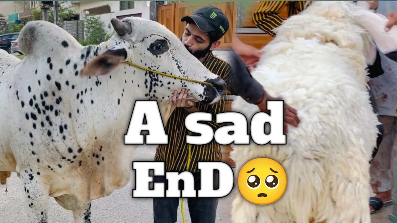 Ali bhaii na apna sultan Allah pak ke rah ma qurban kr deya Allah pak ...