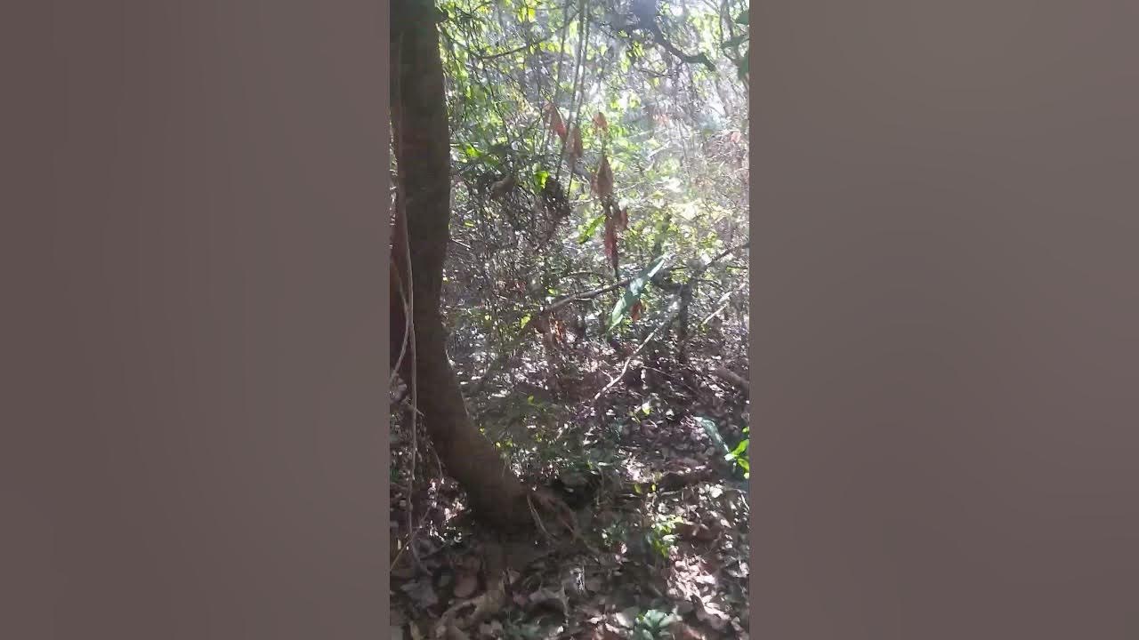 Aventuras de Joel Bike YouTube na selva Brasileira continua frente sempre - YouTube