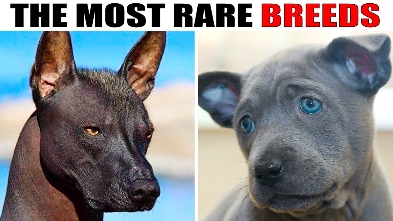 5 Rarest Dog Breeds In The World You Haven't Even Heard Of! - YouTube
