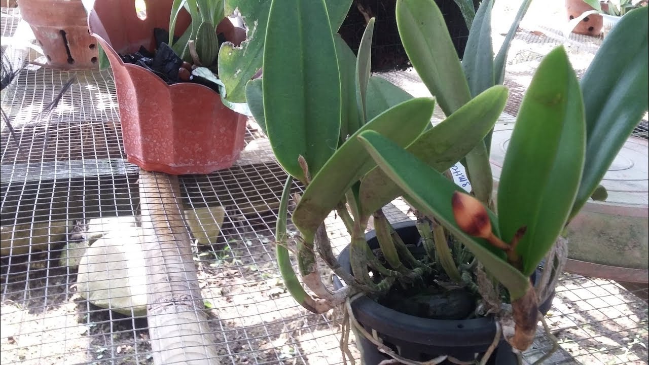 Garden Tour 17 - Cattleya Crystelle Smith - Vanda Hybrid Robert's ...