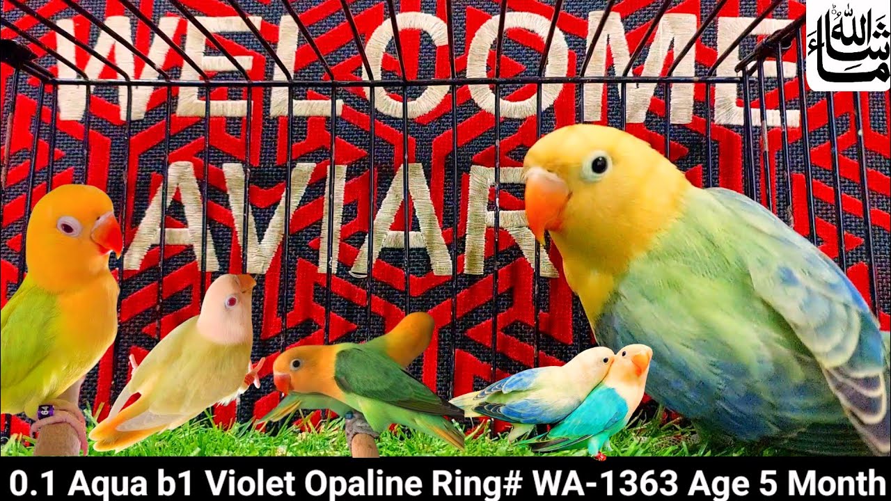 Aqua b1 opaline | Aqua b2 Pale Fallow Opaline | Love Bird Aqua | Welcome Aviary Official - YouTube