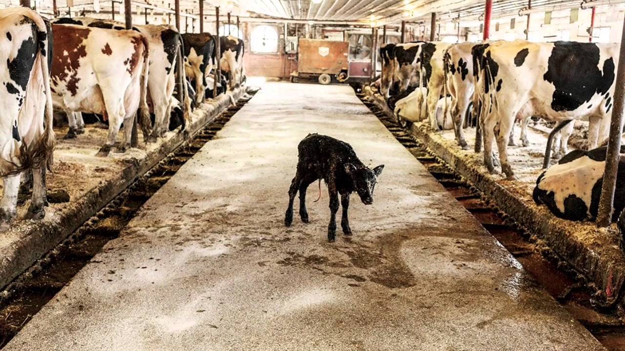 Intensive Food Production By Cassidy Pachuta - YouTube
