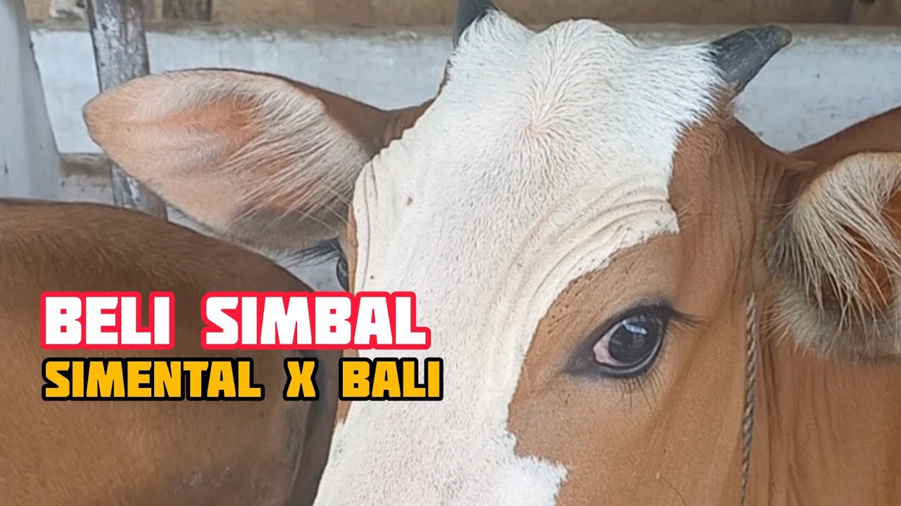 SIMBAL = PERSILANGAN SIMENTAL DAN BALI - YouTube