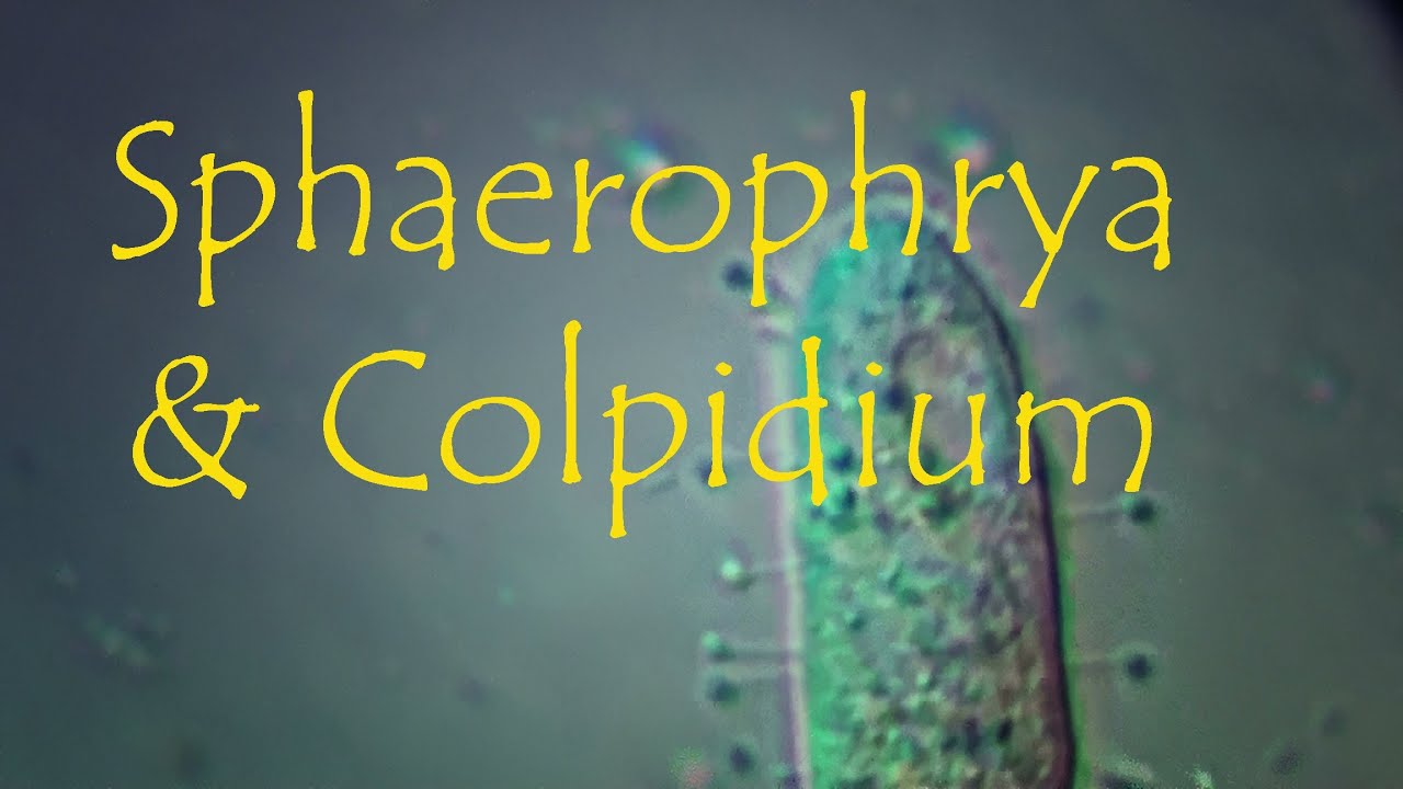 Sphaerophyra eating colipidium - YouTube