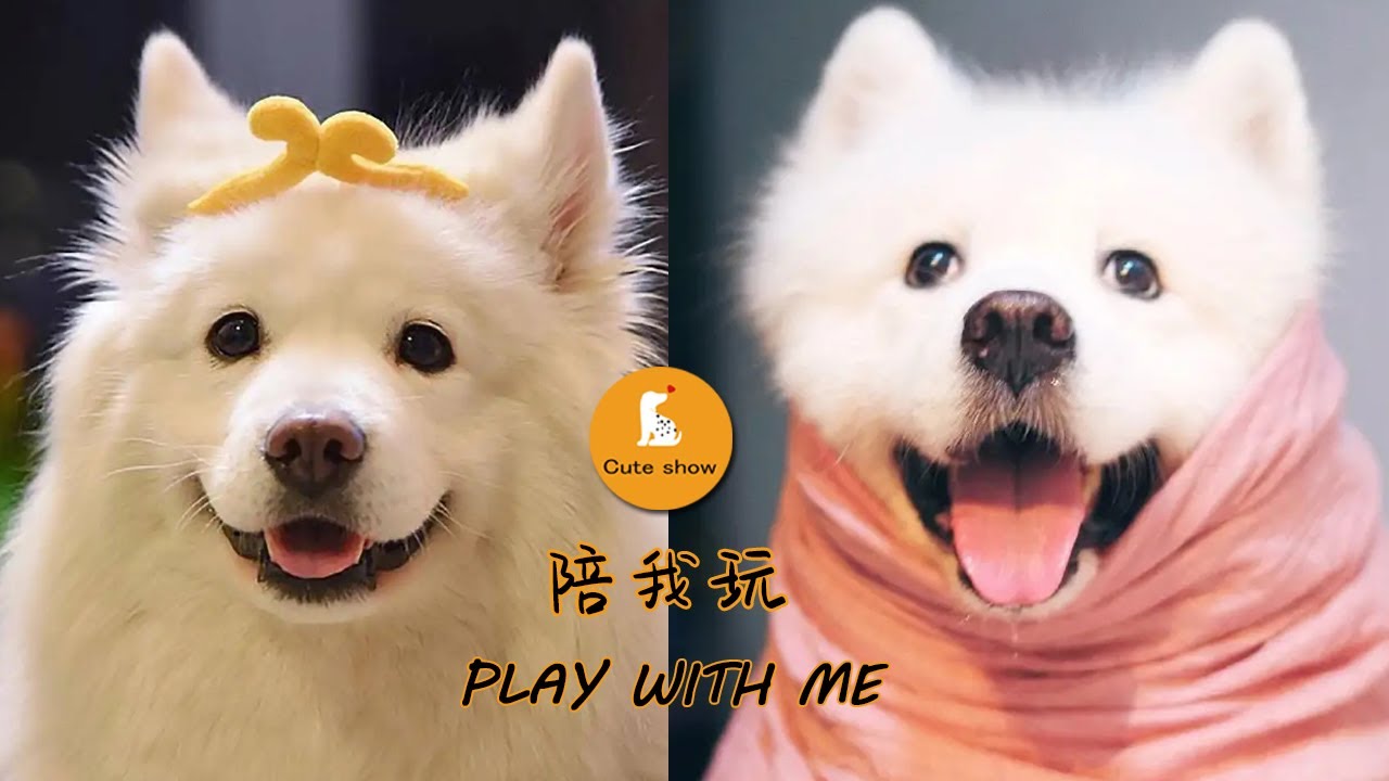 Cute show可爱秀-Cute Pets Collection可爱动物合集. - YouTube