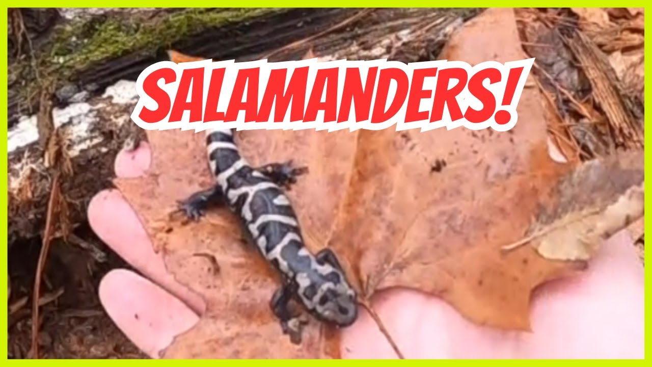 Herping- Salamanders Everywhere Flippling Logs! #herping 🦎😮 - YouTube