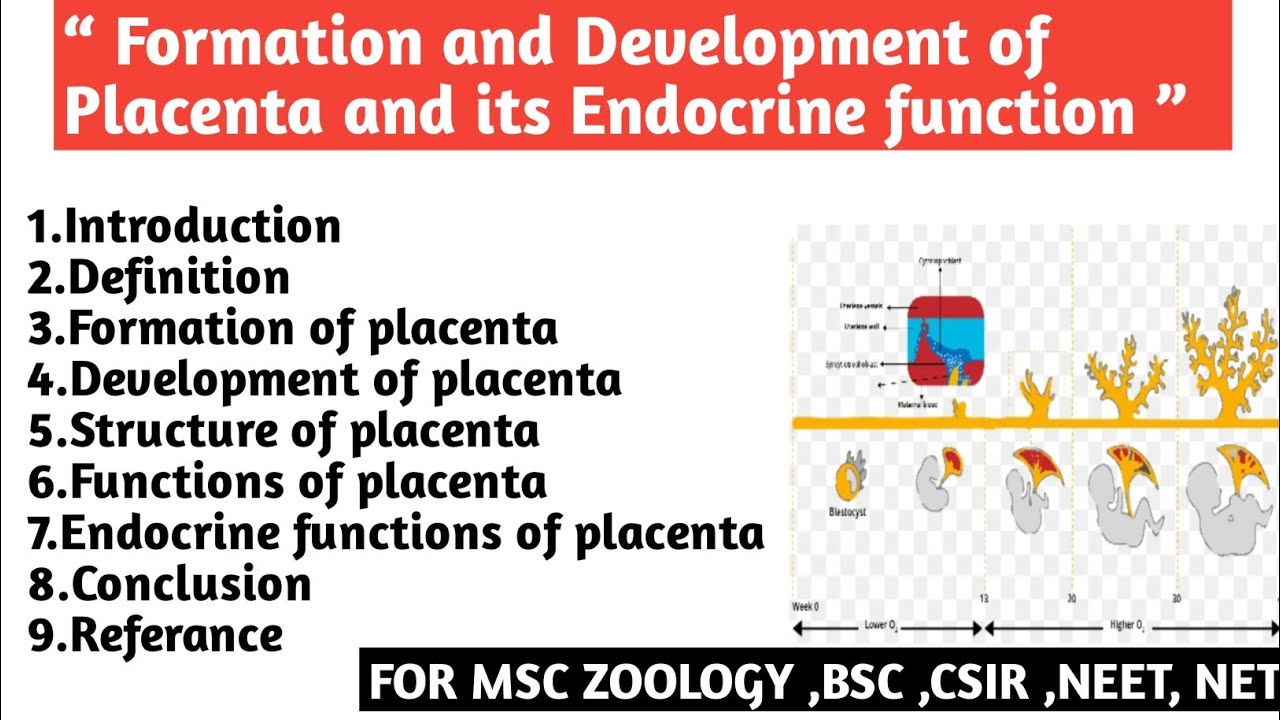 Formation and development of Placenta and its Endocrine Function ...