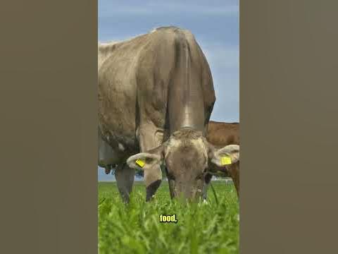 The Shocking Truth About Cow Burps and Climate Change - YouTube