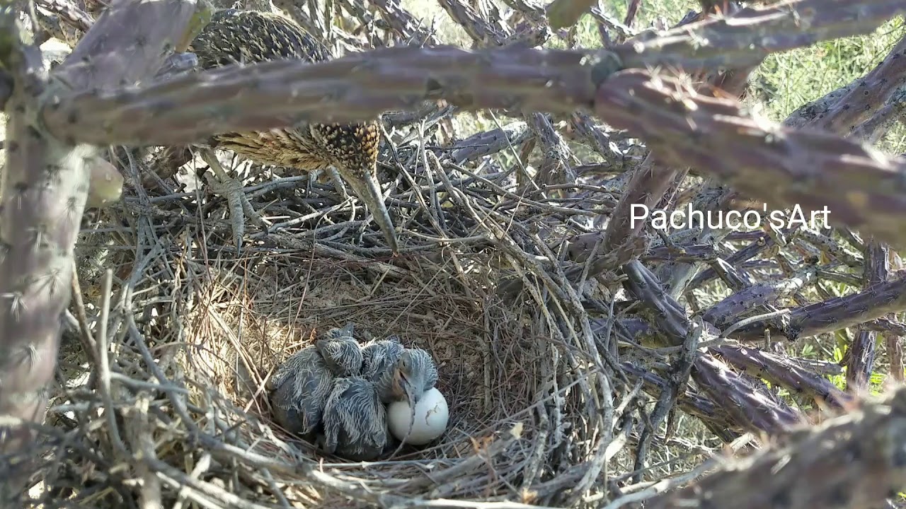 Greater roadrunner feeding her babies a lizard - YouTube