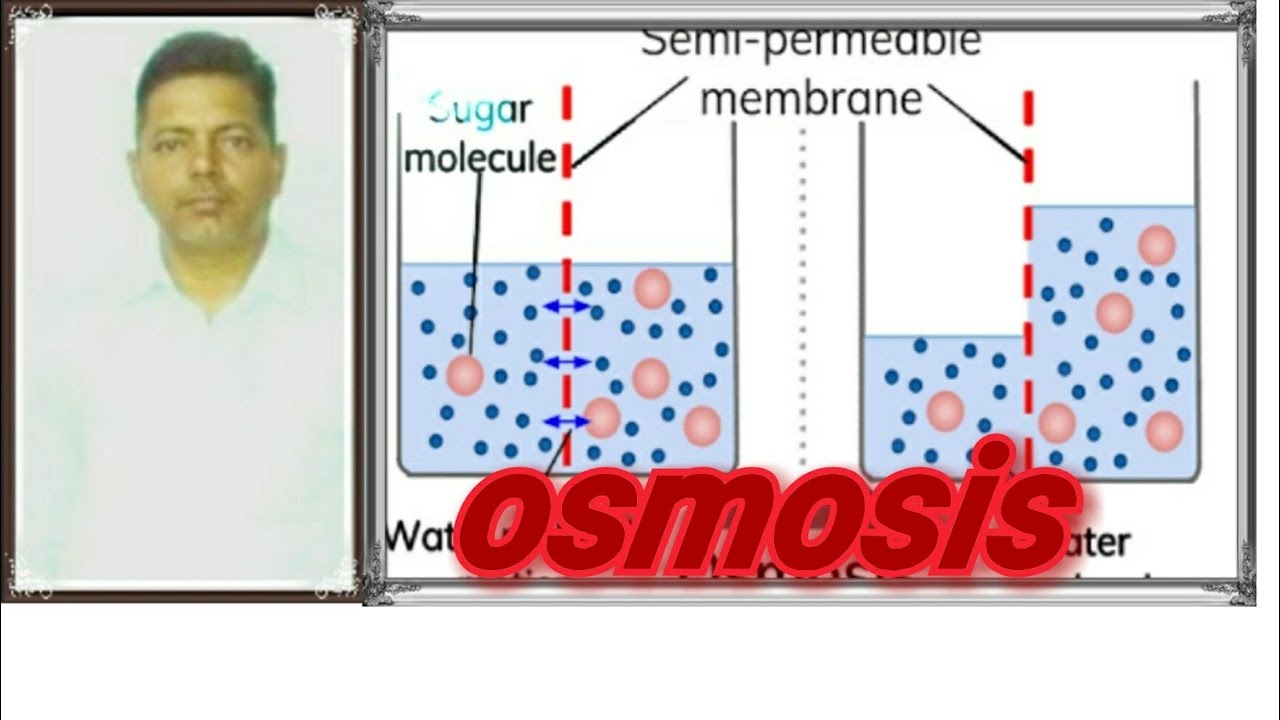 Osmosis - YouTube