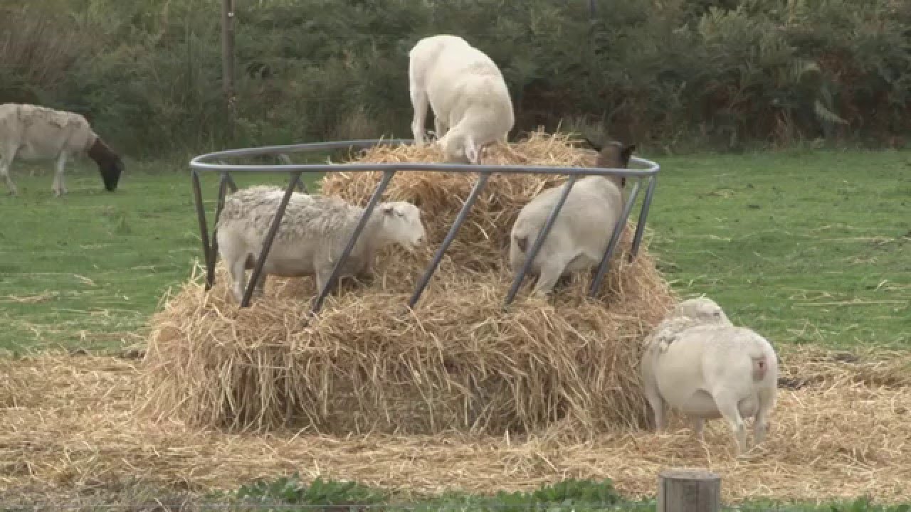 The APL Pigs in Schools Program- A Teachers Perspective - YouTube