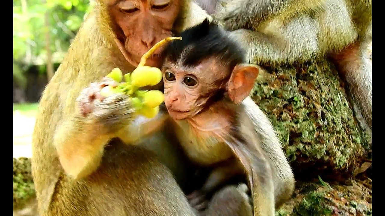 Monkey Dee Dee Take Care Daniela| Because Daniela is a cute kid - YouTube