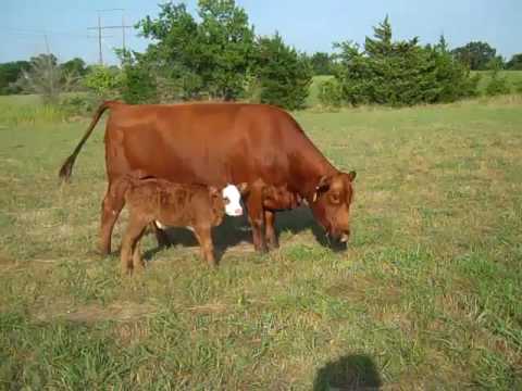 Red Lowline Angus Heifers NE Texas - YouTube