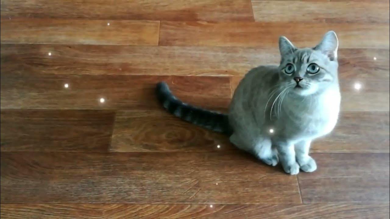 У Сони утренняя зарядка😺😀 - YouTube