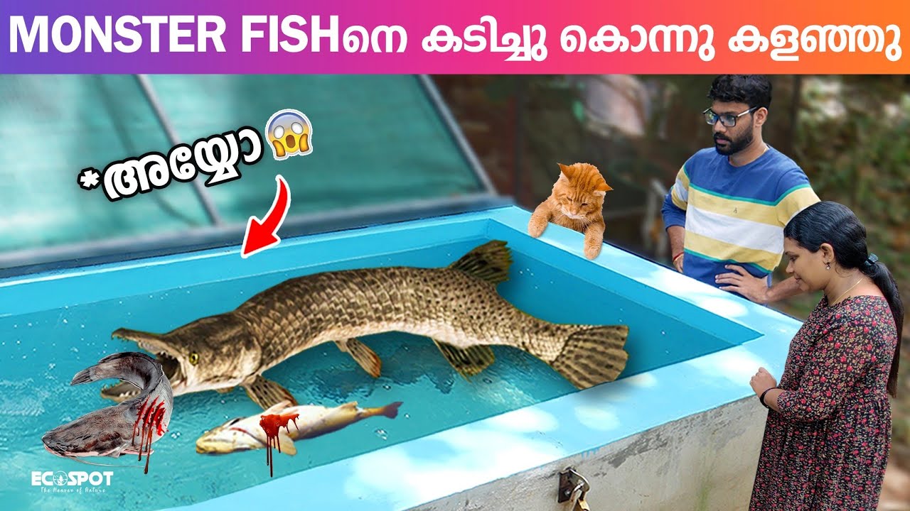 നമ്മുടെ MONSTER FISH നെ കൂടെ ഉള്ള MONSTER FISHES കടിച്ചു കൊന്നു ...