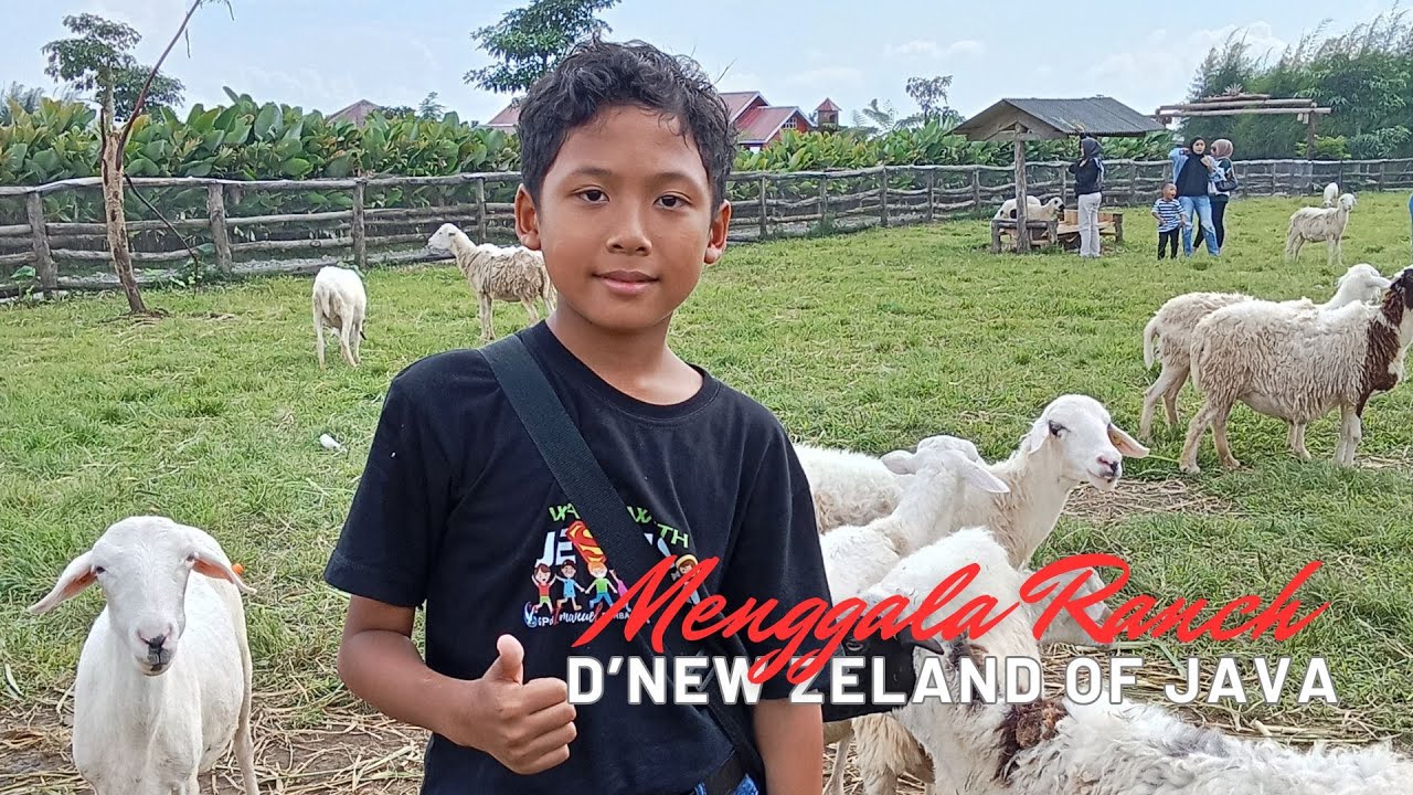 Manggala Ranch Farm | New Zeland of Java | Kasih Makan Ikan, Sapi dan ...