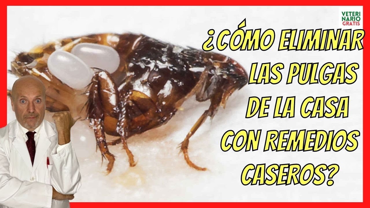 ¿CÓMO ELIMINAR LAS PULGAS DE LA CASA CON REMEDIOS CASEROS Y NATURALES ...