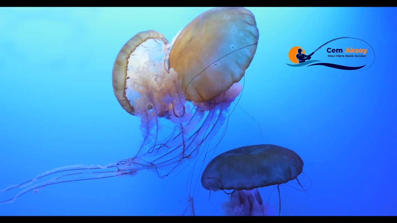 GÜMÜŞ BALIKLARININ DANSI + DANCE OF THE SILVER FISH / İSTANBUL BOĞAZI ...