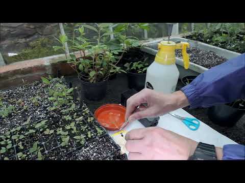 When And How To Plant Rhododendron Seeds