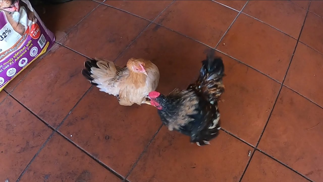 Chicken Have A Girlfriend - YouTube