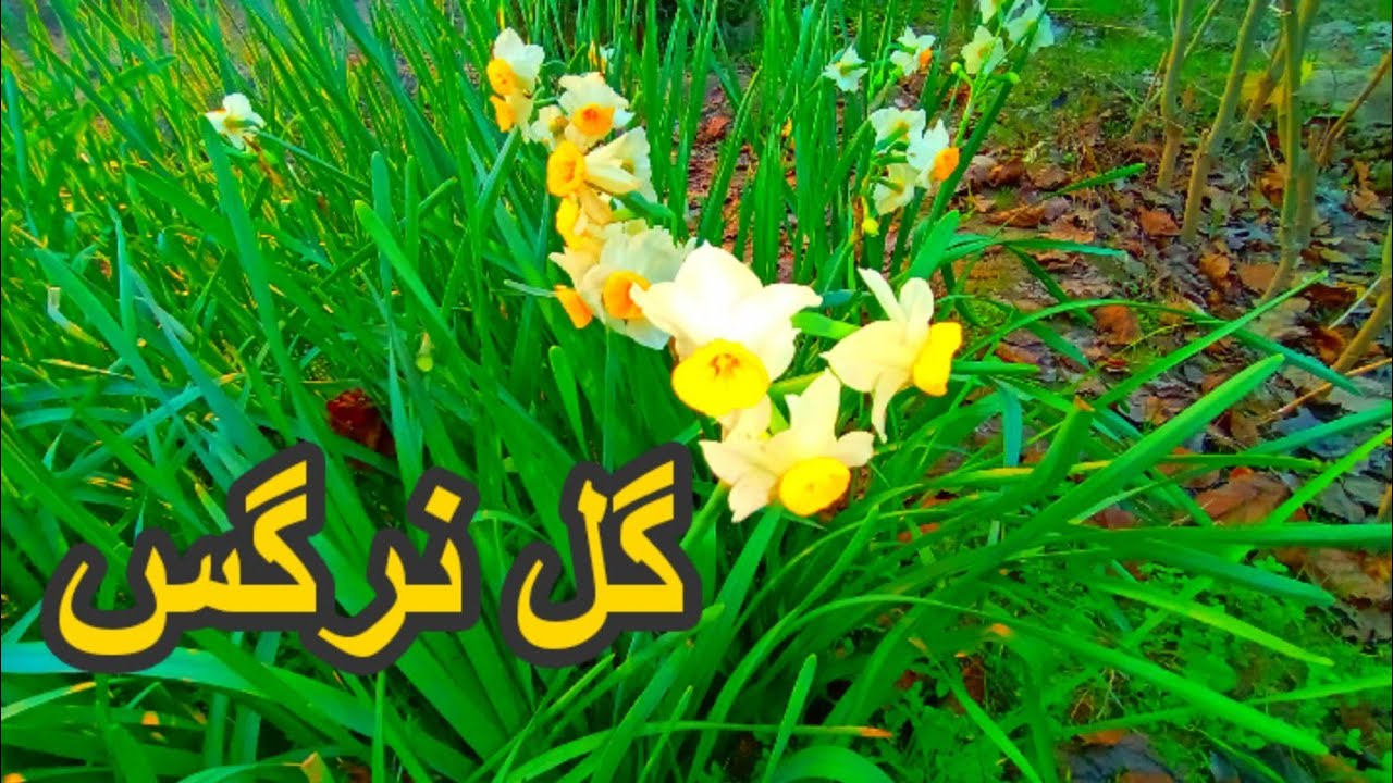 Gull Nargis || Daffodil Flower Season Bohat Pyere Lag Re Han Gull ...