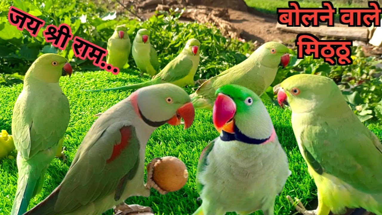 Amazing Parrot Talking Sounds Videos | Parrot Voice| Mitthu Ki Awaaz ...