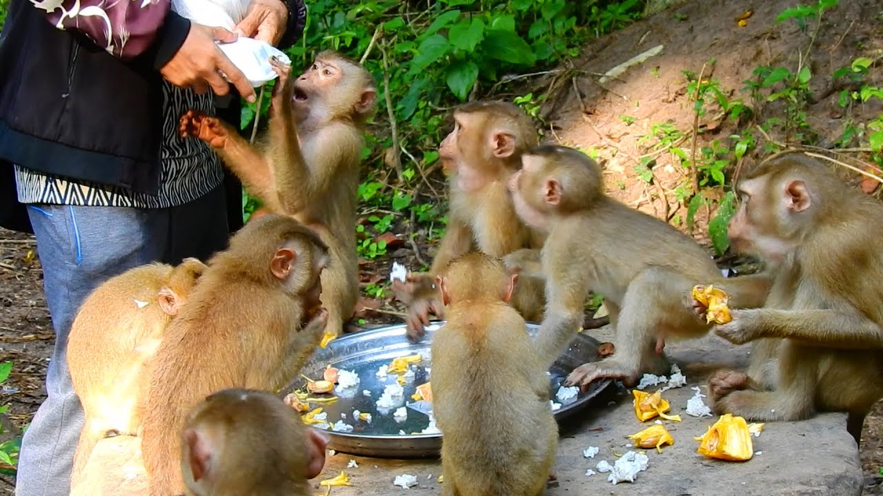 Brings rice that is favorite food for all abandoned monkey and ...