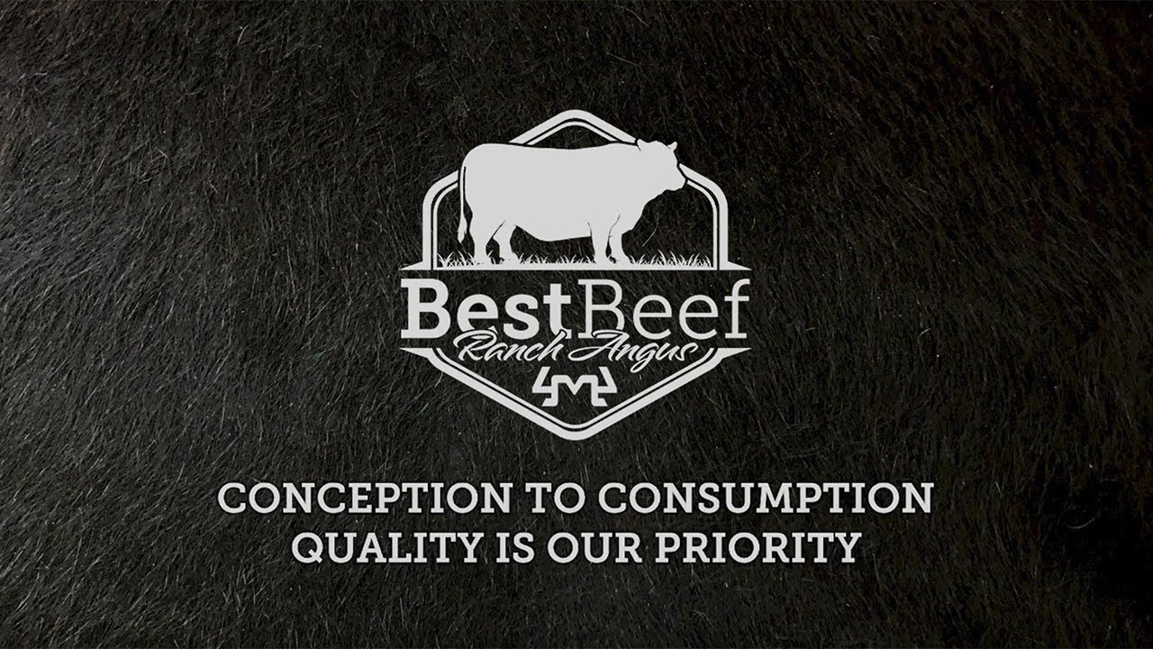 Best Beef Ranch Angus 2024 Promotional Video - YouTube