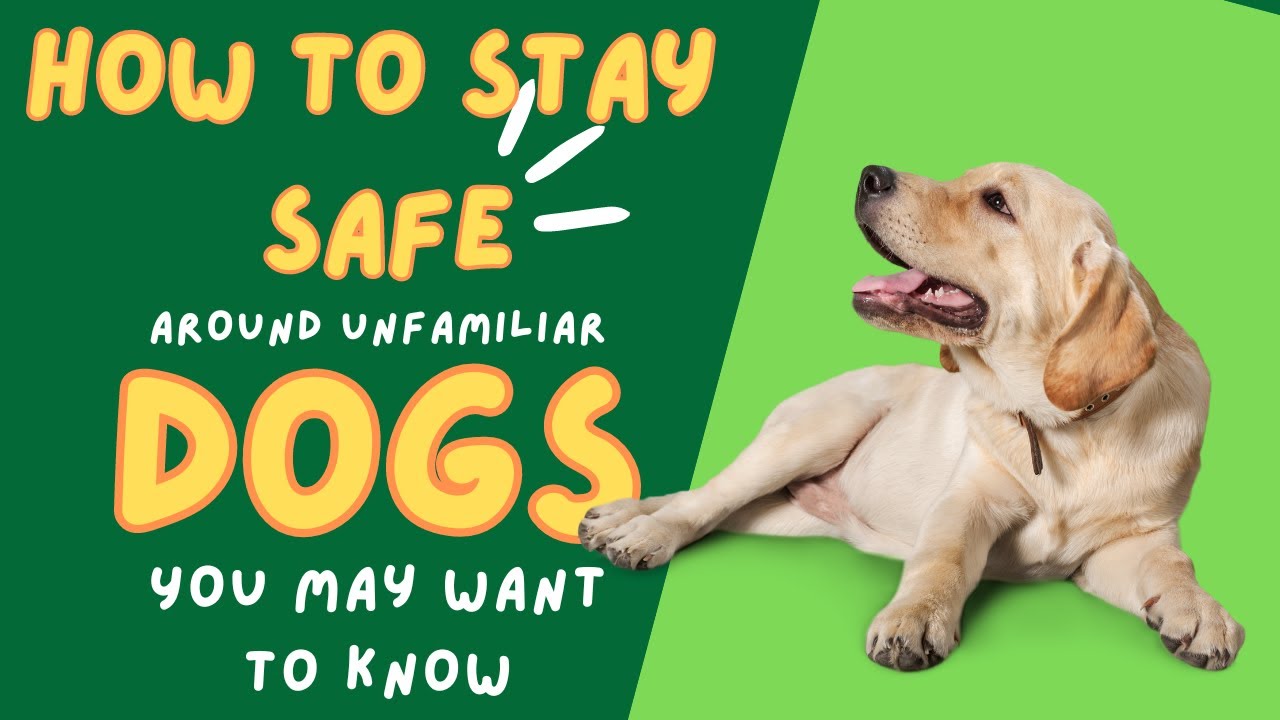 Woof Woof Woof! But Wait! How to Stay Safe Around Unfamiliar Dogs ...