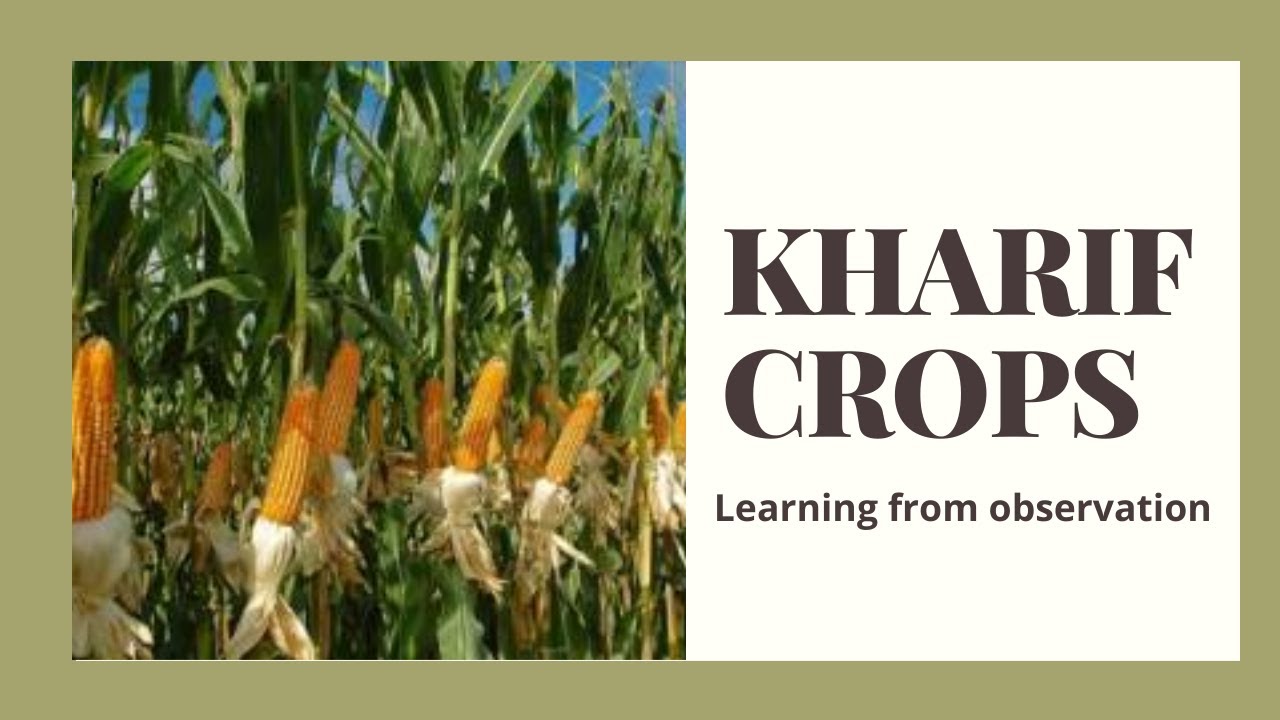 Kharif Crop video-1 Learning from Observation - YouTube